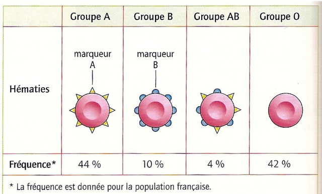 Chromosomes et information héréditaire - Site de cours de collège et ...