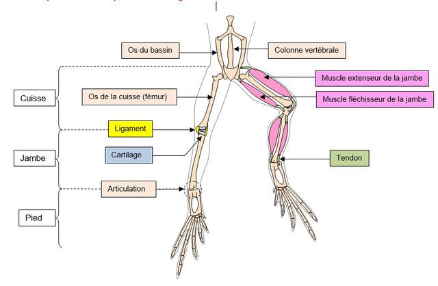 Préserver sa santé en pratiquant une activité physique (en cours de conception) - Site de cours ...