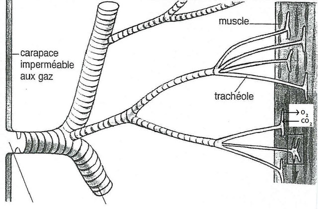 Chapitre 1: la respiration des êtres-vivants varie suivant les milieux ...