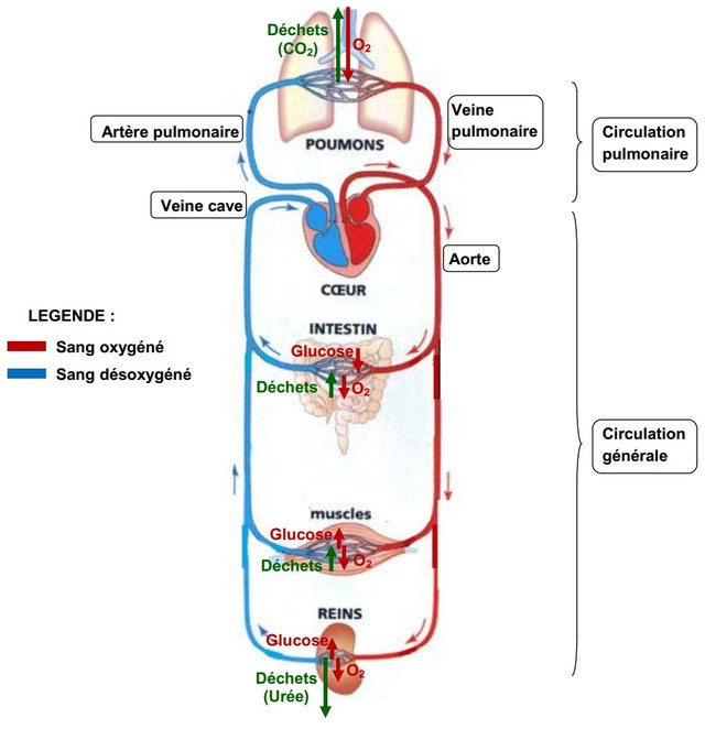 Chapitre 6: la circulation du sang - Site de cours de collège et lycée ...