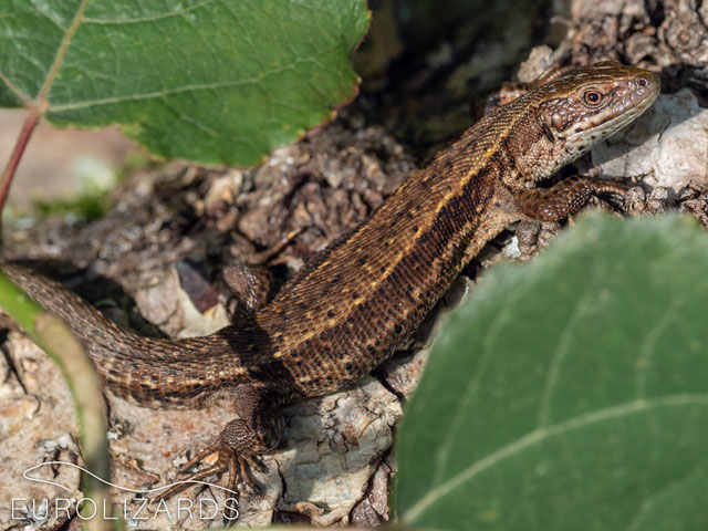 Zootoca vivipara - Viviparous Lizard - EUROLIZARDS