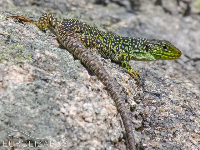 Timon lepidus - Ocellated Lizard - EUROLIZARDS