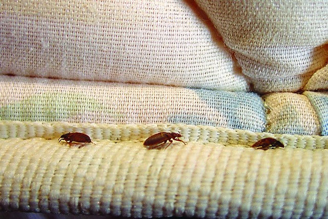 Chinche de cama - Fundas Protectores para Colchón Anti Chinches en México