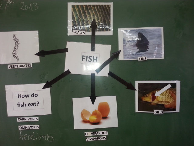 Fish mind map - TIC in Bilingual Classroom at CEIP Monte Albo