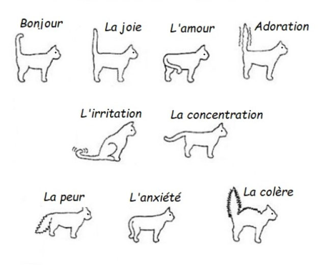 Les attitudes corporelles du chat - chienschats