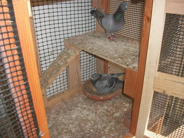 INDIVIDUAL BREEDING PENS - Website of merrickpigeons!