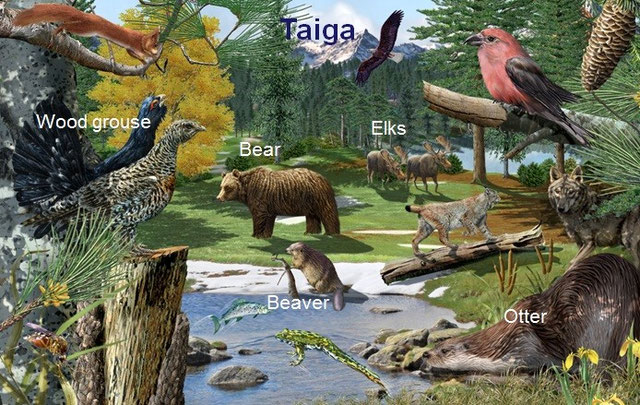 2.1. Biomas frios - Bilingual Natural Science. I.E.S. Elcano (Sanlúcar ...