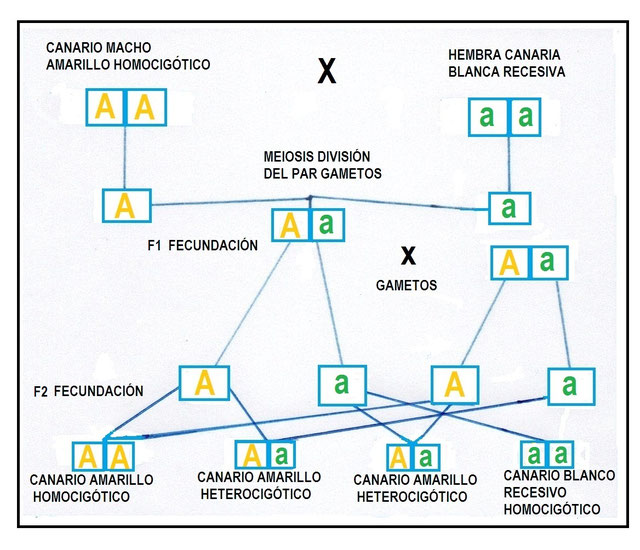 LA GENÉTICA Y LOS CRUCES. - Página web de aviarioexperimentalmp