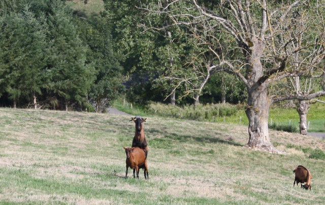 La reproduction - LES CHEVRES DE CHAZALON