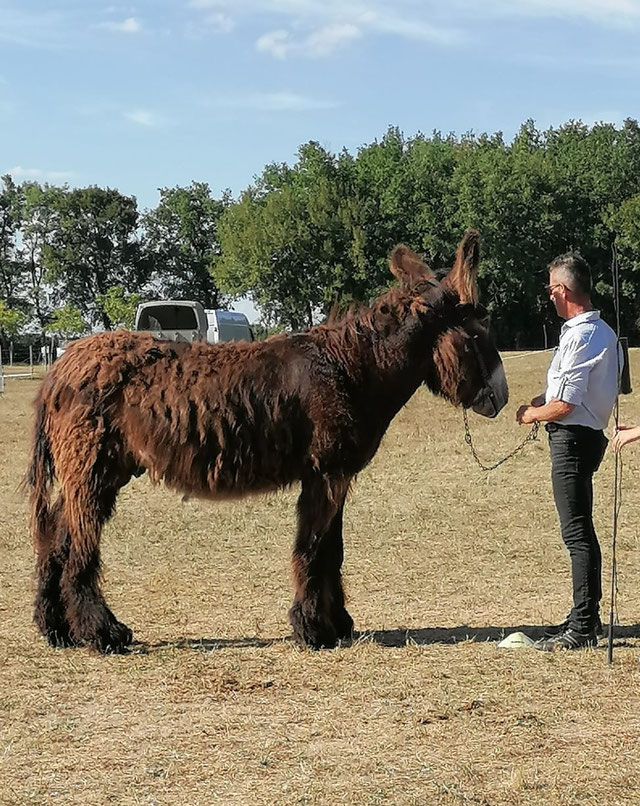 Bienvenue sur le site des baudets de Valorge - Les baudets de Valorge