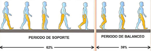 Ciclo de la marcha - Página web de mistareas-ef
