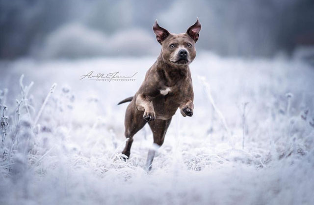 BLUE DOG SYNDROM - CDA- Dilute Gen