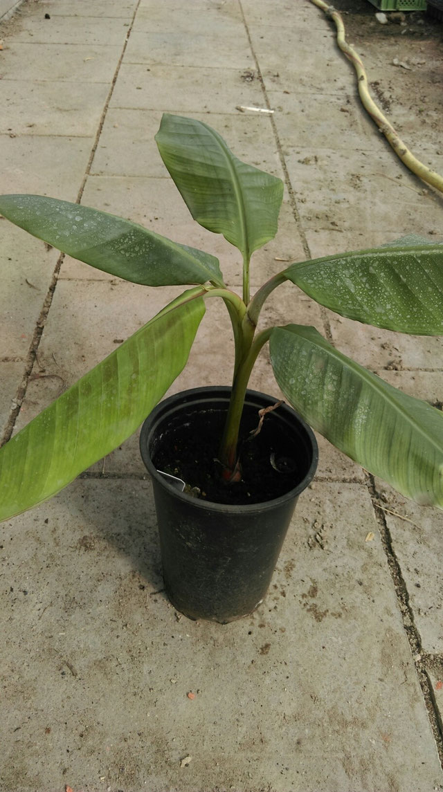 Musa Mona Lisa - palmenundmeers Webseite!