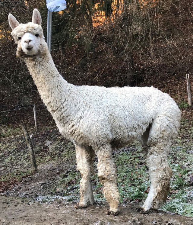 Huacaya vs. Suri - alpacas of paradise bern