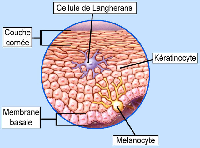 la peau, le cuir chevelu - Site de bvcoiftec