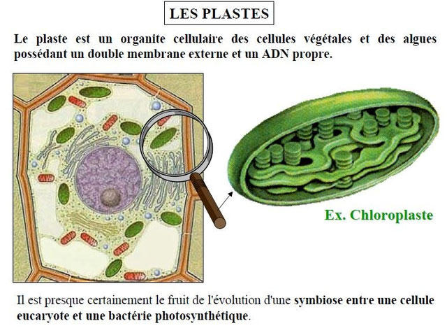 Des cellules spécialisées - Site de svt-cellule