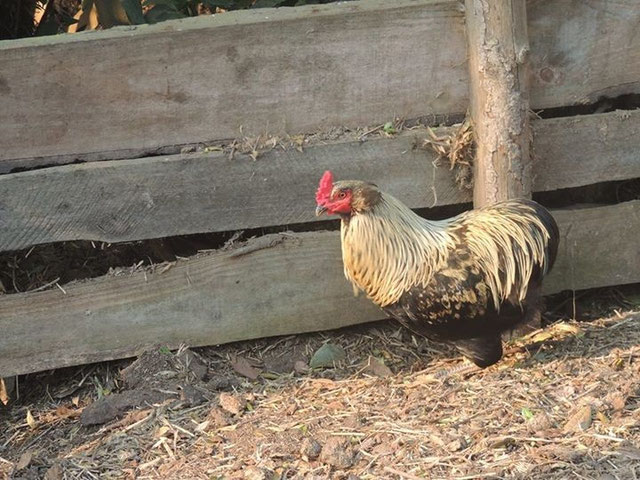 Sub Razas de la gallina Mapuche. - Gallinas Mapuches
