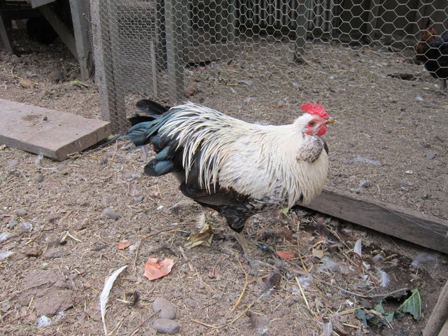 Sub Razas de la gallina Mapuche. - Gallinas Mapuches