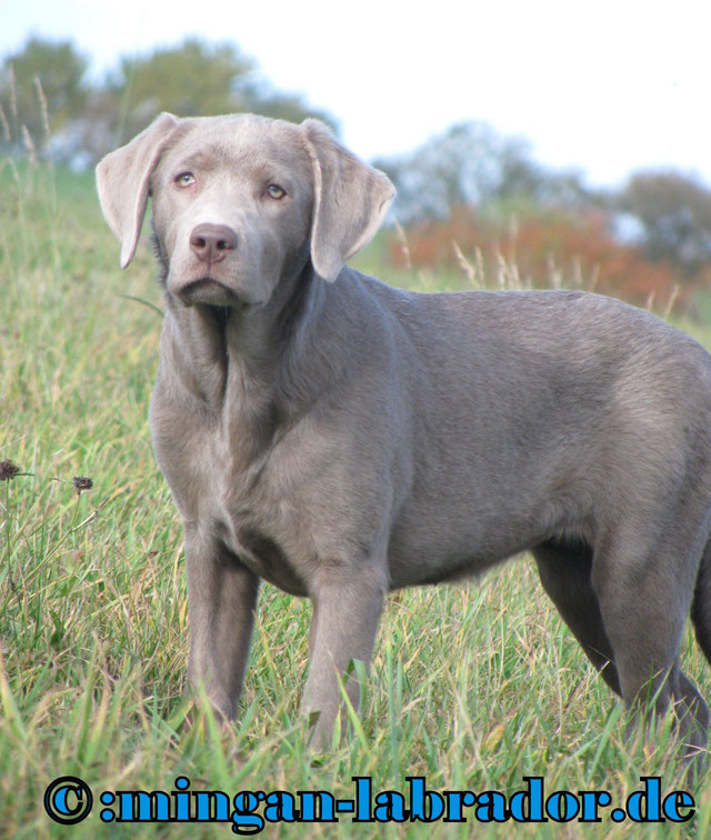 Mingan Labrador Galergie der Silber und light Silber Labrador Welpen ...
