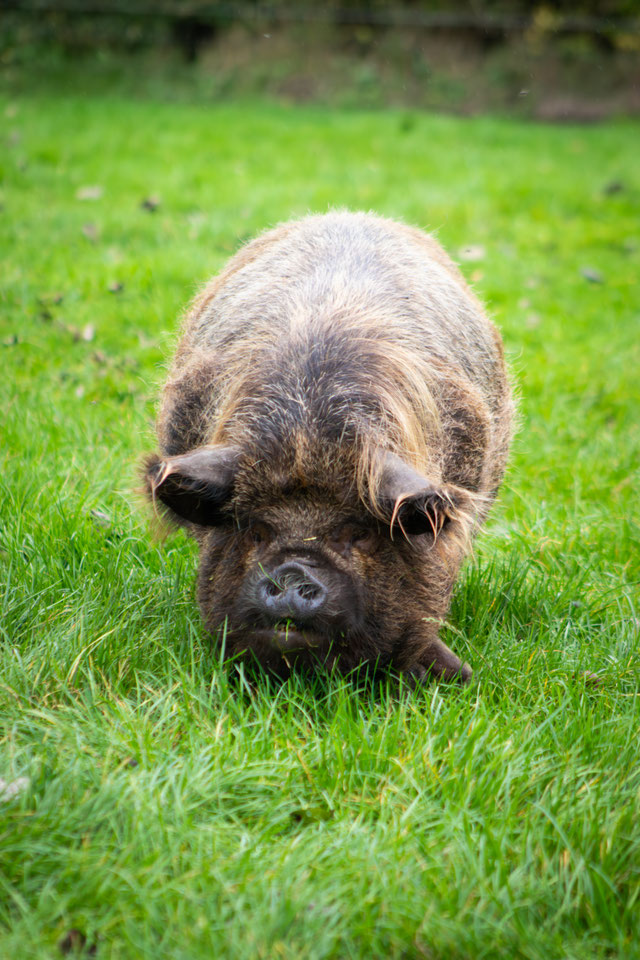 Kune kune Varken - Stadsboerderij de Vosheuvel