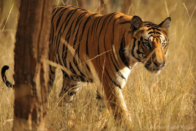 Tigre du Bengale : poids, taille, longévité, habitat, alimentation ...
