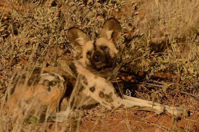 Lycaon : poids, taille, longévité, habitat, alimentation - Dictionnaire ...