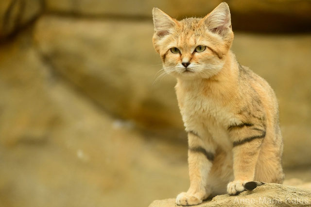 Chat des sables : poids, taille, longévité, habitat, alimentation ...