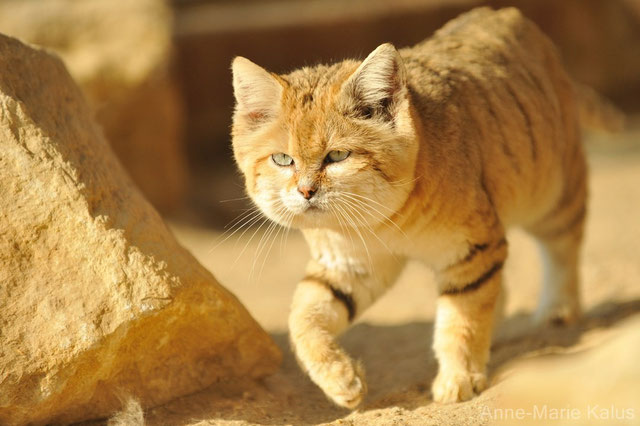 Chat des sables : poids, taille, longévité, habitat, alimentation ...