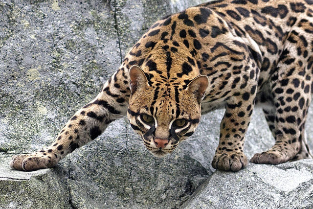Ocelot : poids, taille, longévité, habitat, alimentation - Dictionnaire ...