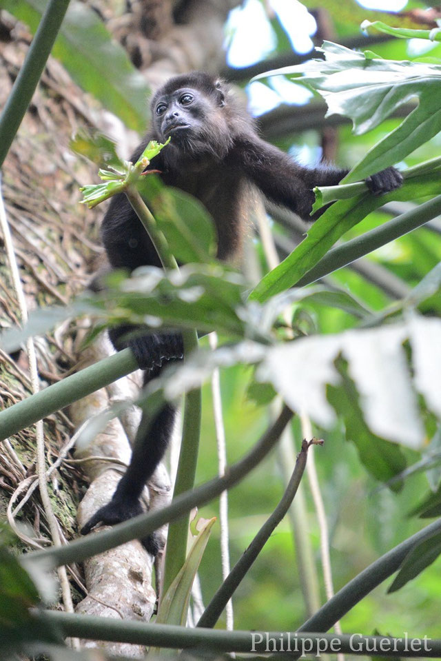 Singe hurleur noir : poids, taille, longévité, habitat, alimentation ...