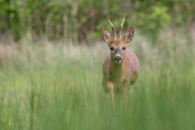 Chevreuil : poids, taille, longévité, habitat, alimentation ...