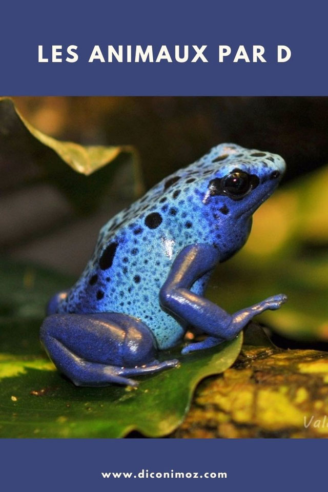 Liste des animaux en D - Dictionnaire des animaux