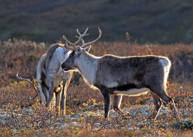 NE CONFONDEZ PLUS LE CARIBOU ET L'ORIGNAL ! - Dictionnaire des animaux