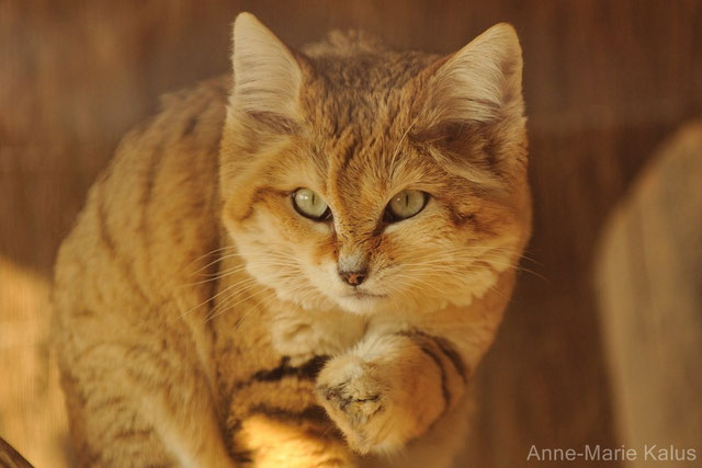 Chat des sables : poids, taille, longévité, habitat, alimentation ...