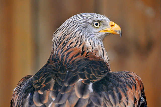 Milan royal : taille, poids, répartition, reproduction - Dictionnaire ...