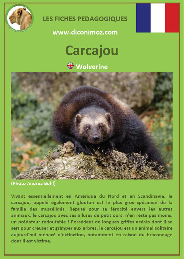 Fiches animaux Canada pdf 1 - Dictionnaire des animaux