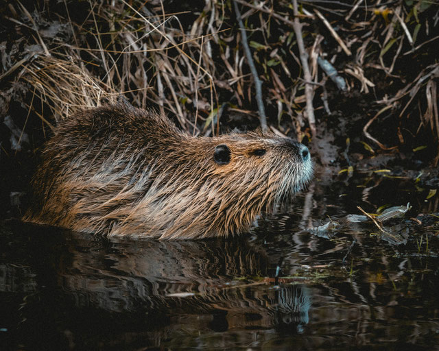 La faune exceptionnelle du Québec : découvrez ces animaux fascinants ...
