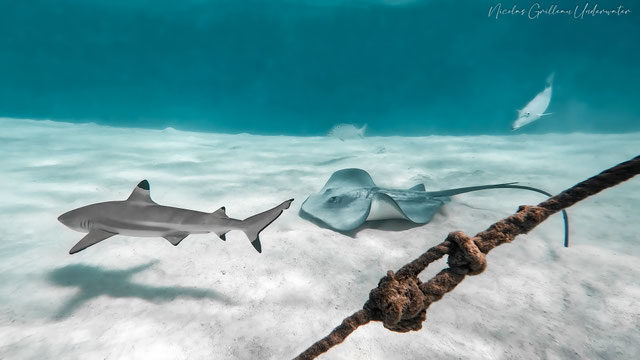 Raie pastenague - Dictionnaire des animaux