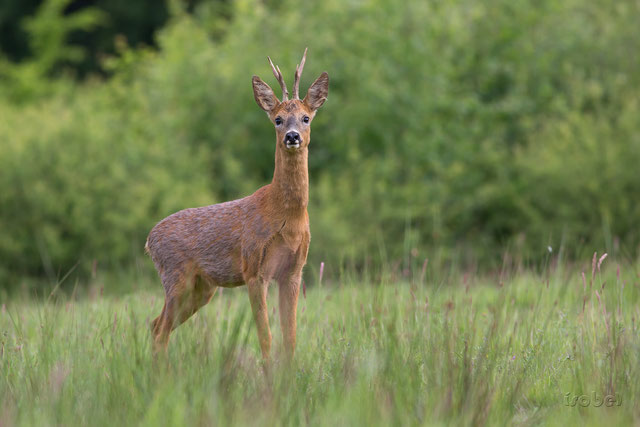 Chevreuil : poids, taille, longévité, habitat, alimentation ...