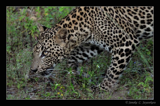 Leopard - Naturwelt/Gudrun Kaspareit/