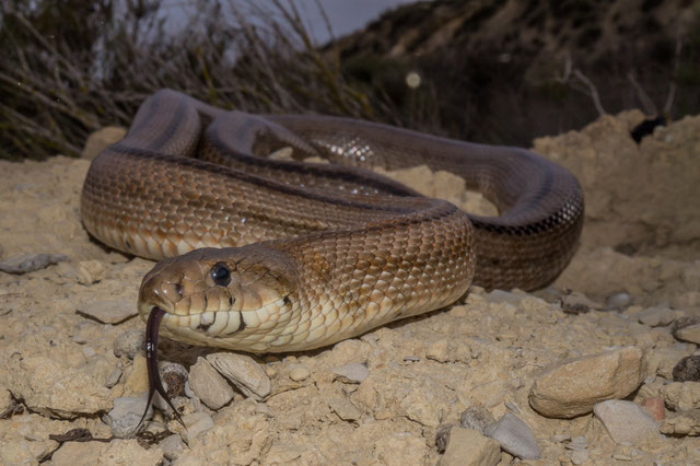Culebra de escalera (Zamenis scalaris) - Asociación Herpetológica Timon