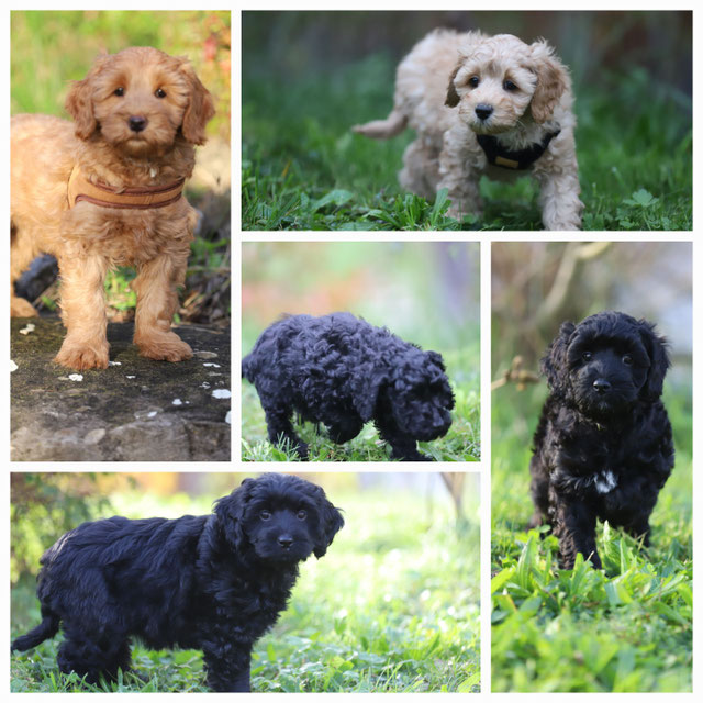 Viel Freude den neuen Familien! - Australian Cobberdog