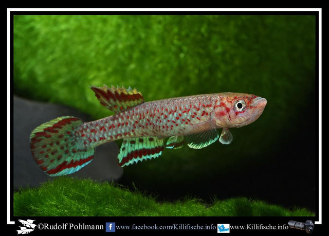Scriptaphyosemion - Killifische Info