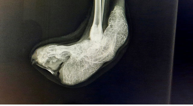 Scottish Fold OCD Tests - Katzengenetik - Vererbung der Fellfarben und ...