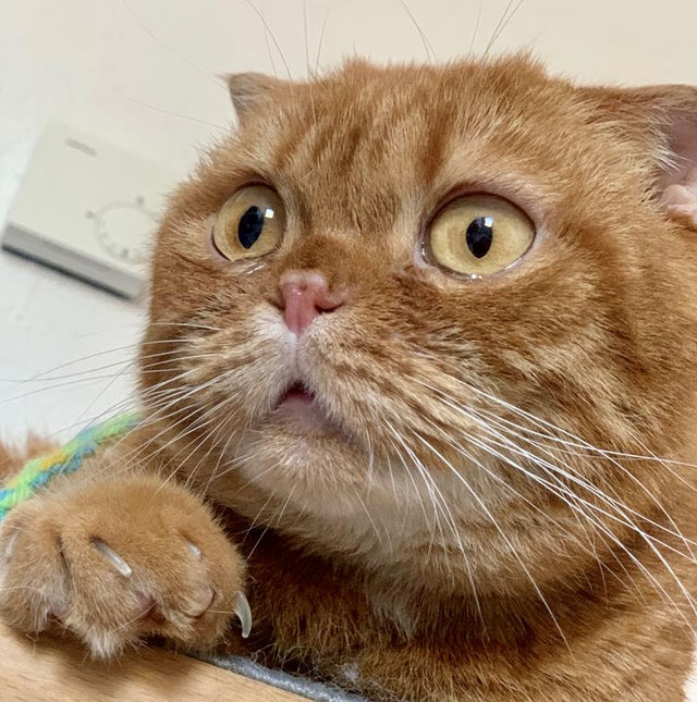 Scottish Fold OCD Tests - Katzengenetik - Vererbung der Fellfarben und ...