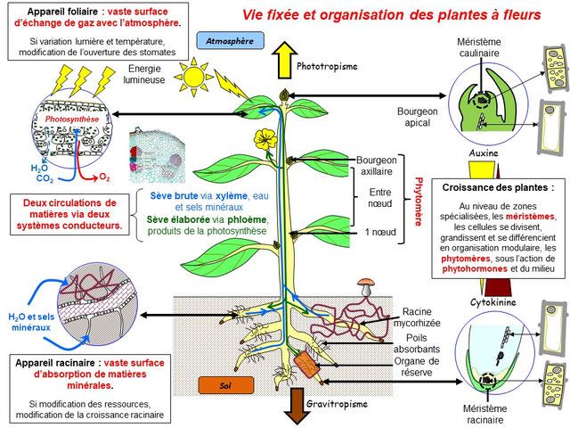 Chapitre 1 : L'organisation et le développement des plantes à fleur ...