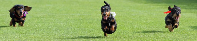 Rund um das Rennen - Internationales Dackelrennen in Wangen