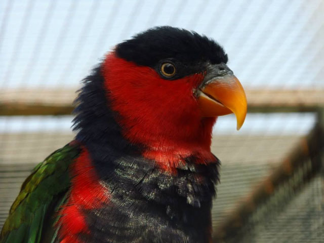 Der Frauenlori - papageien-berlins Webseite!