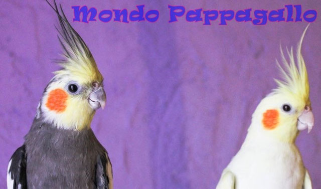 Calopsite - Benvenuti su mondopappagallo!