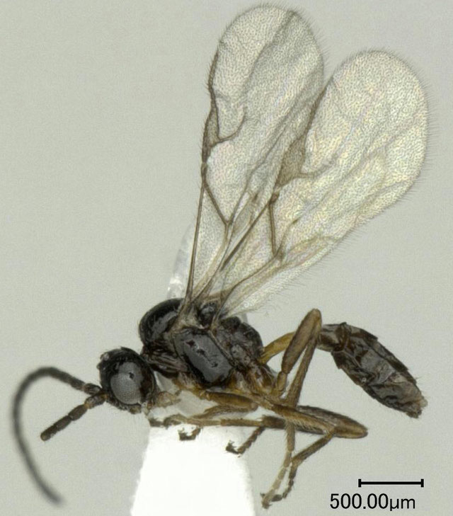 APHIDIINAE Haliday, 1833 アブラバチ亜科 - Information station of Parasitoid wasps